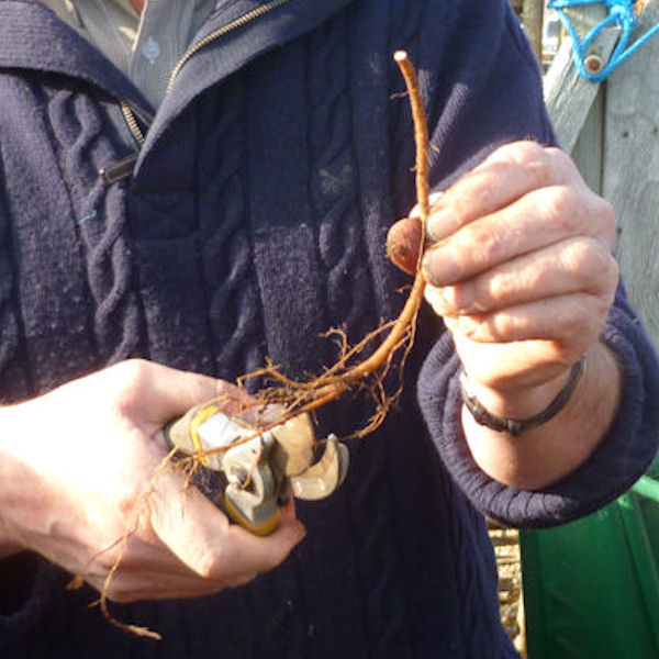 Root Cuttings – The Hardy Plant Society Somerset Group