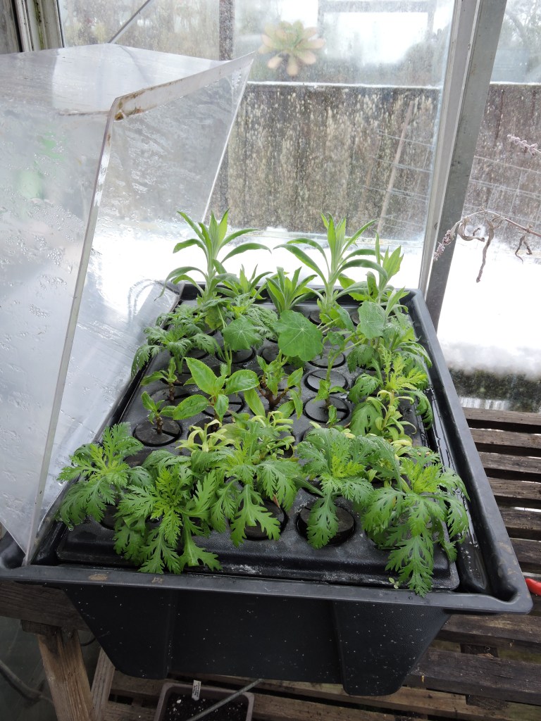 Have you thought about a “Hydroprop”? – The Hardy Plant Society ...