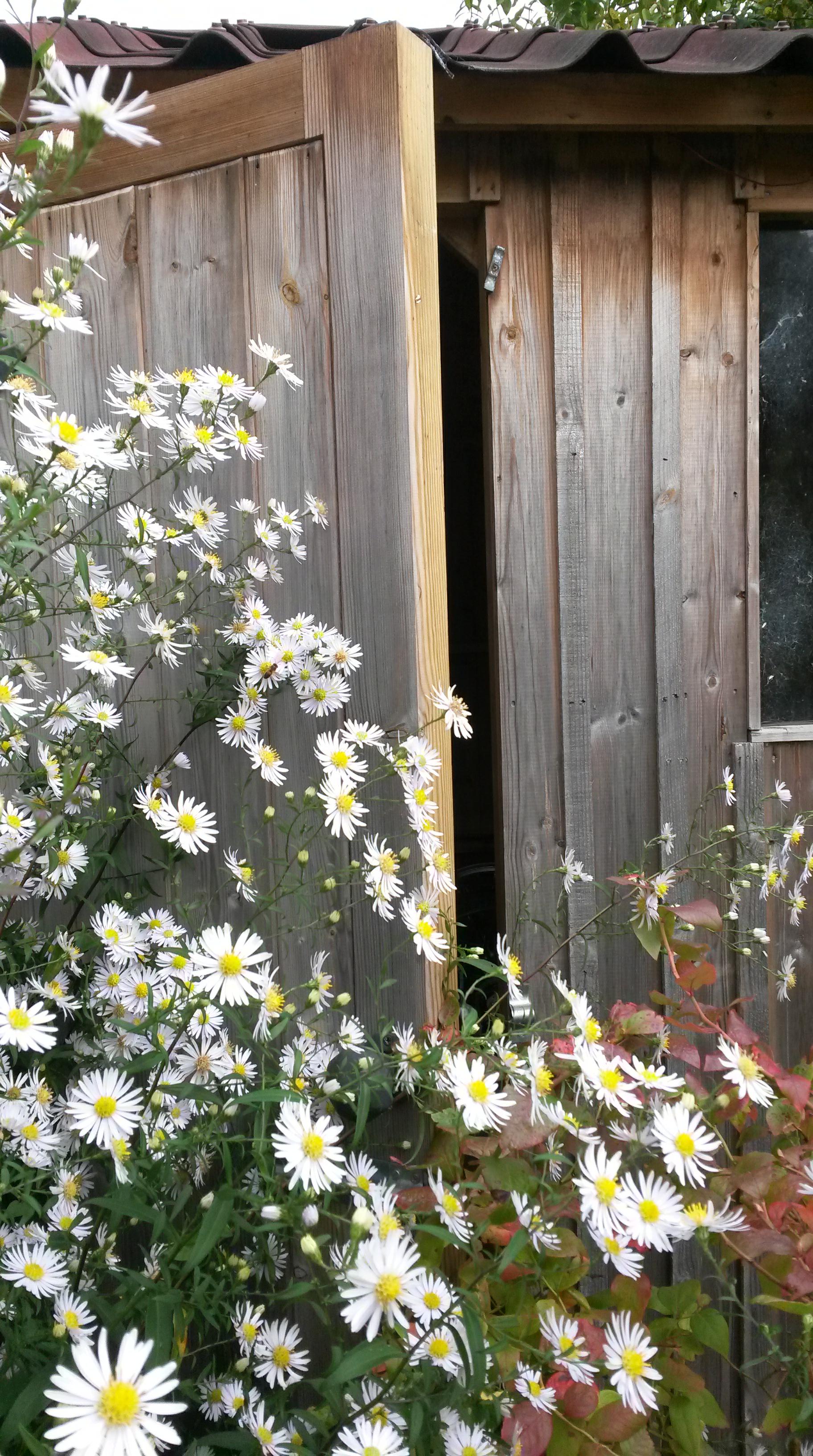 Previous Plants of The Month – The Hardy Plant Society Somerset Group