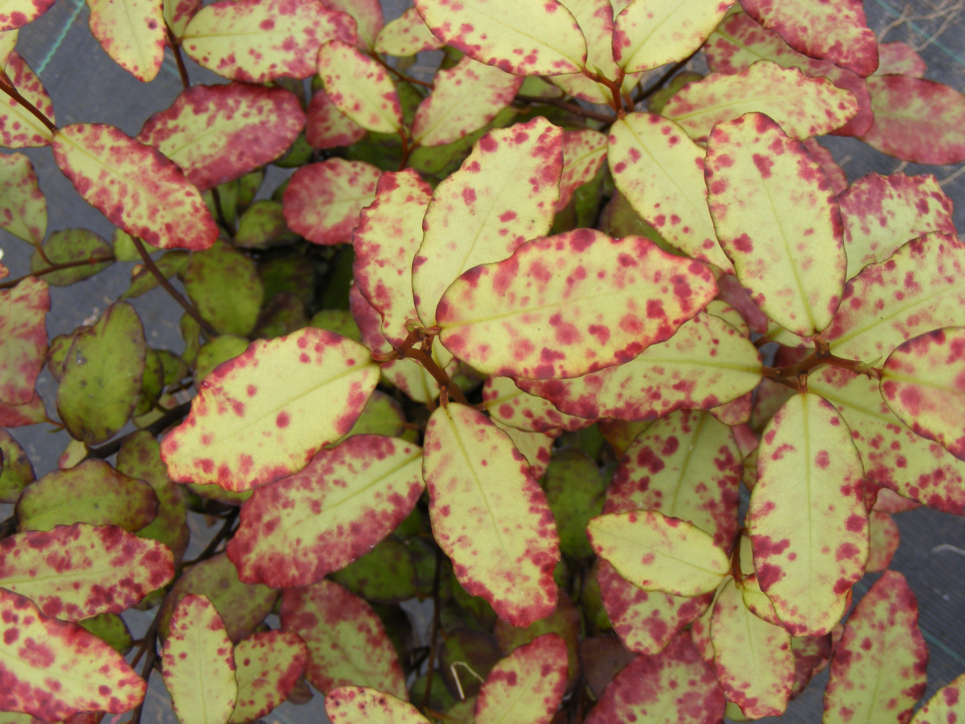 PoTM: Pseudowintera colorata ‘Red Leopard’ – The Hardy Plant Society ...