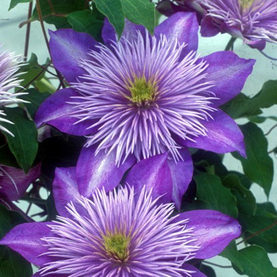 Correction: Marcel Floyd This Saturday – The Hardy Plant Society ...