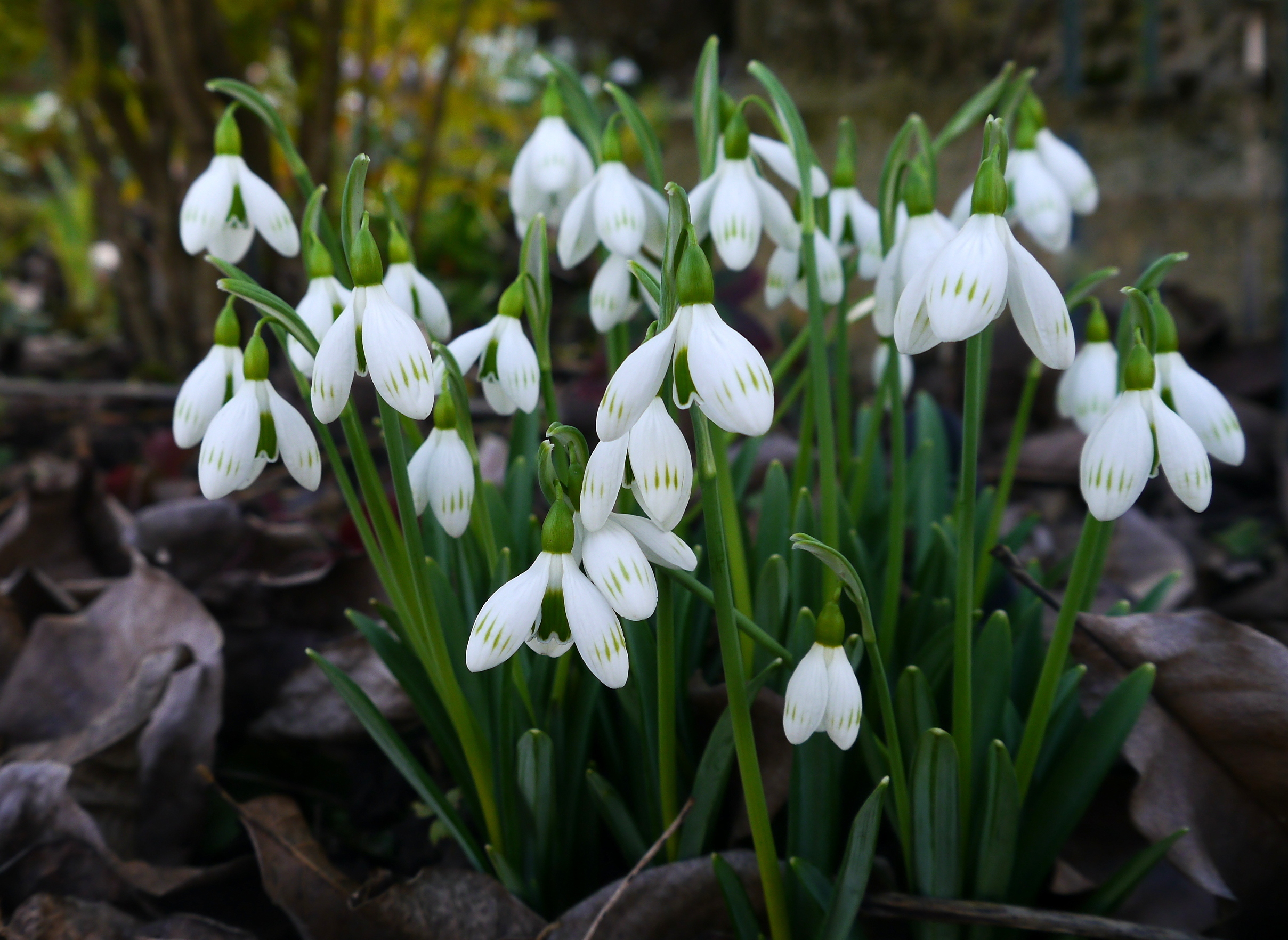 Saturday 20th: Meeting Reminder – The Hardy Plant Society Somerset Group