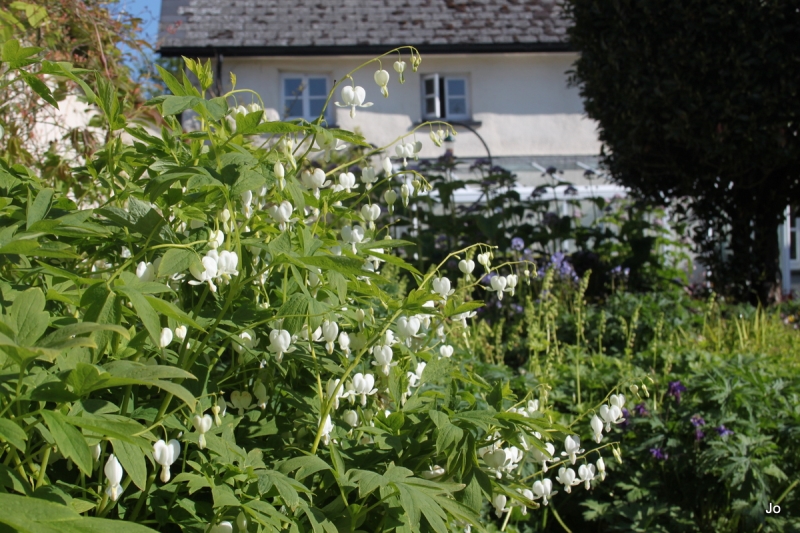 Garden Visits on February 24th – The Hardy Plant Society Somerset Group