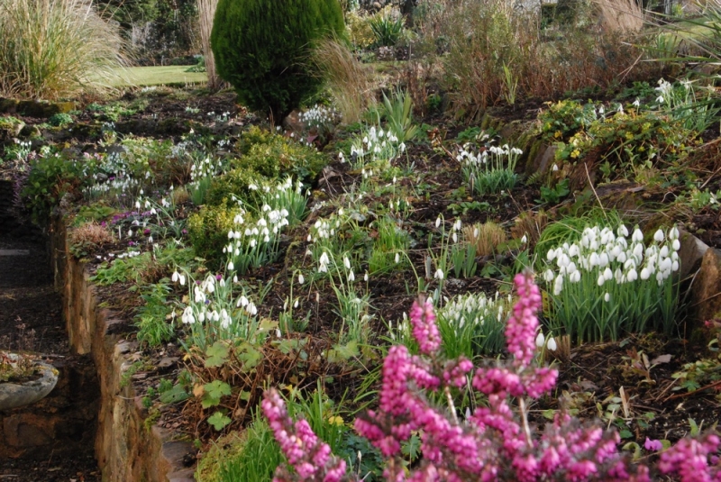 Elworthy Snowdrops – Thursday 23rd – The Hardy Plant Society Somerset Group