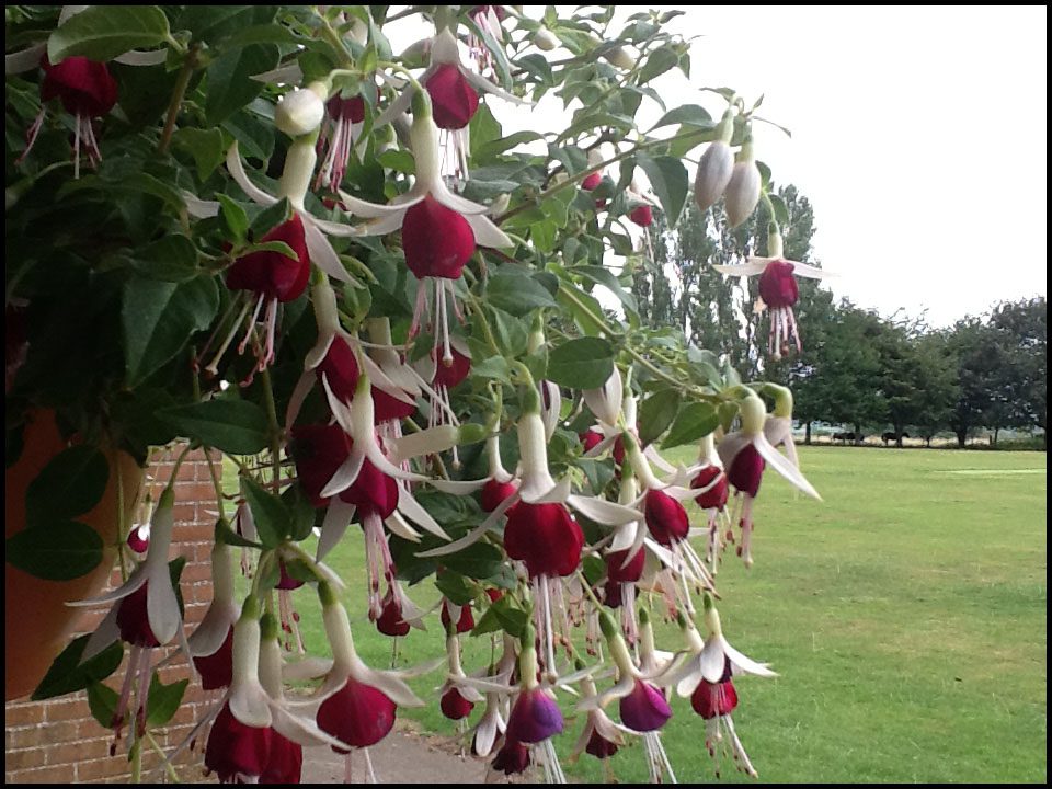 Meeting Reminder for Saturday 15th April – The Hardy Plant Society ...