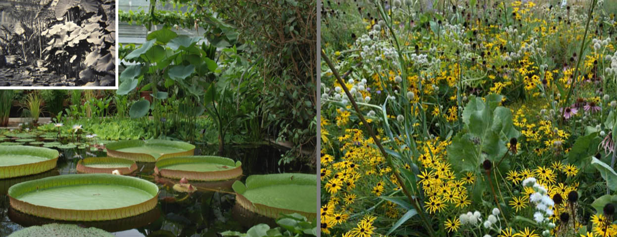 Zoom Talk – ‘Paradise Lost and Restored’, a talk by Tim Walker – The ...