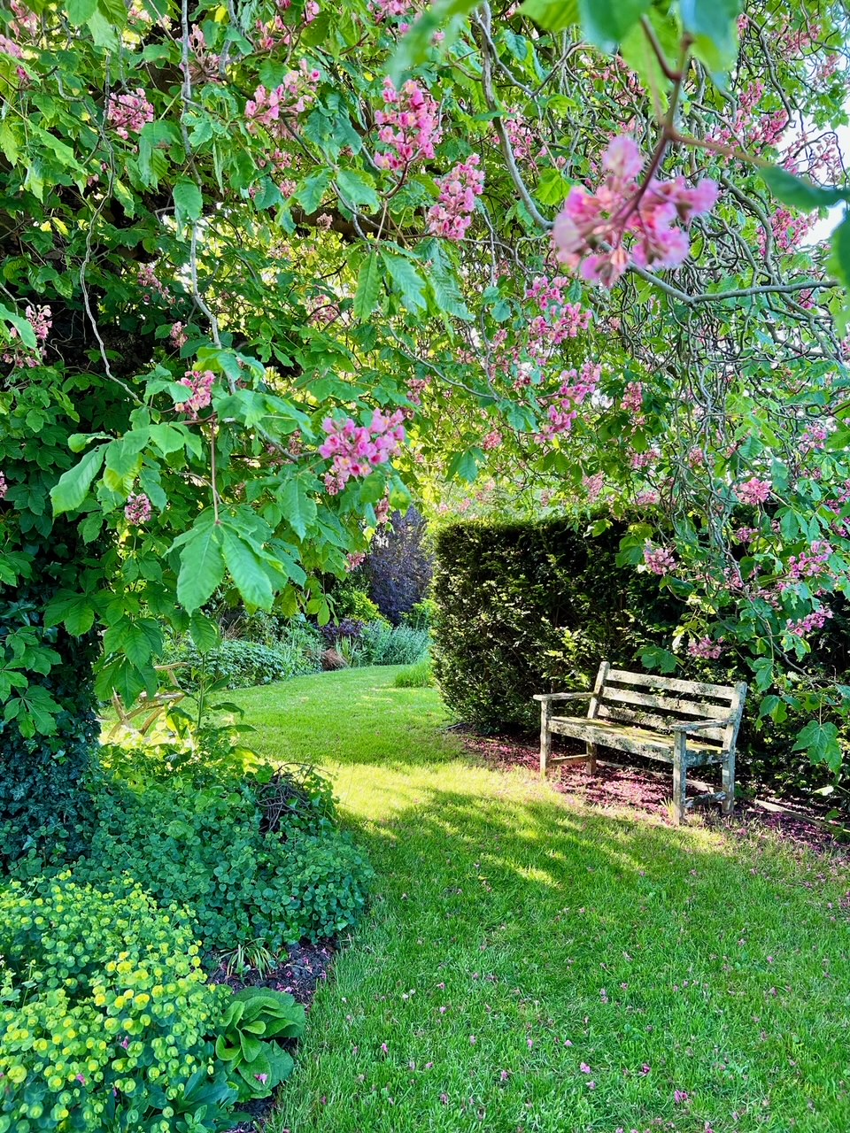 Member Open Garden – 1st/2nd June – The Hardy Plant Society Somerset Group