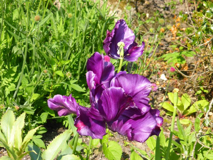 Meeting Reminder: Sat 12th, ‘Irises for the Natural Garden’ – The Hardy ...
